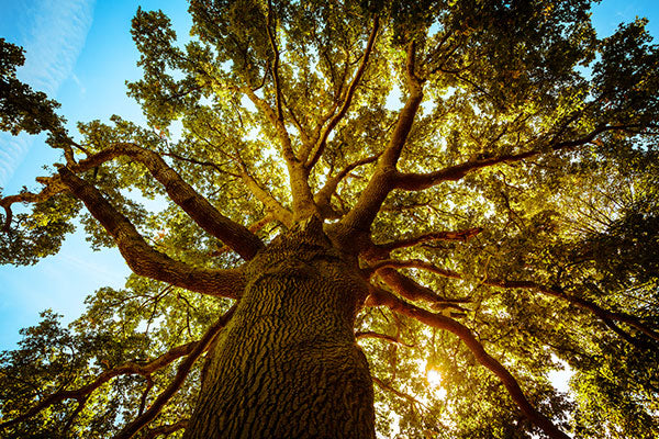 A Challenging Tree Brain Teaser – Prevagen